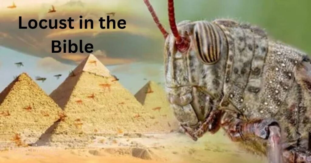 Locusts in the Bible: Powerful Lessons from God’s Judgment and ...